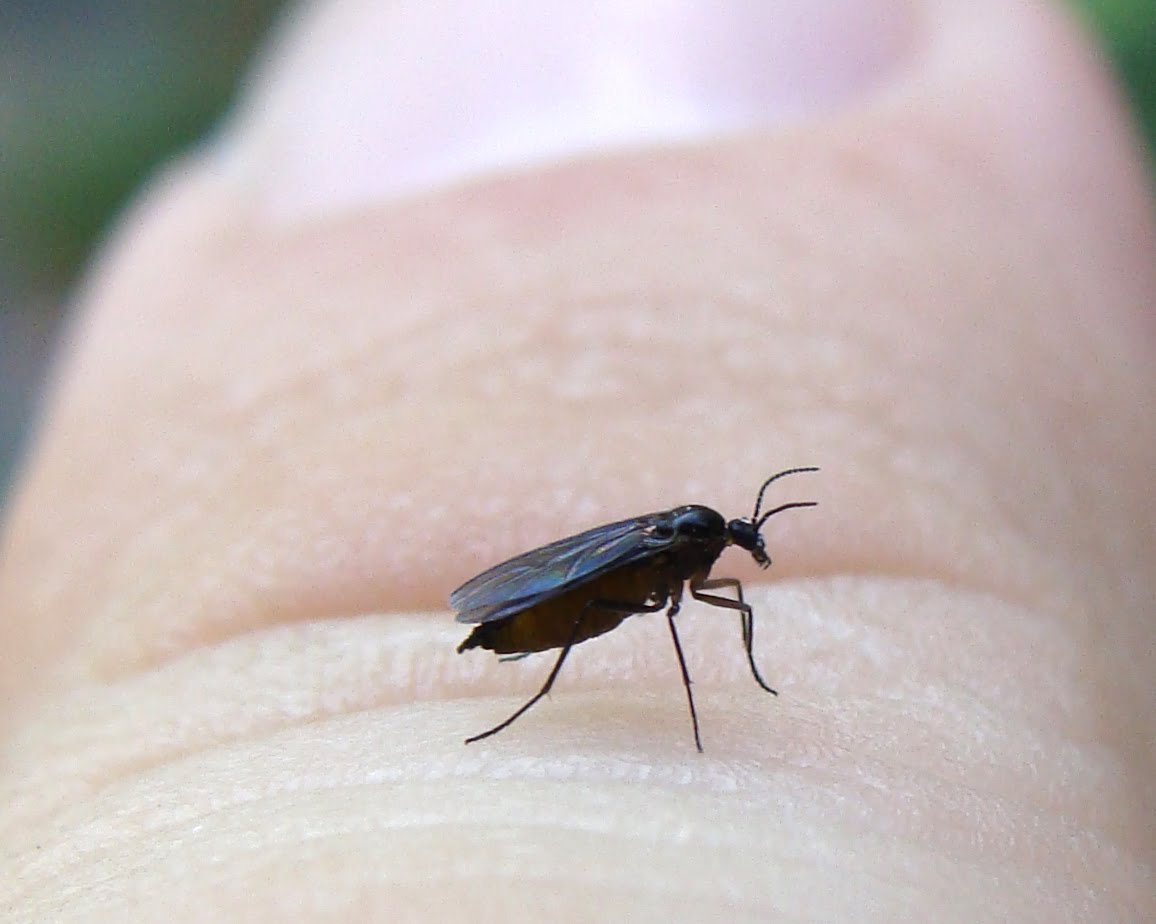 Tips on Dealing with Black Flies – Life in the ADK